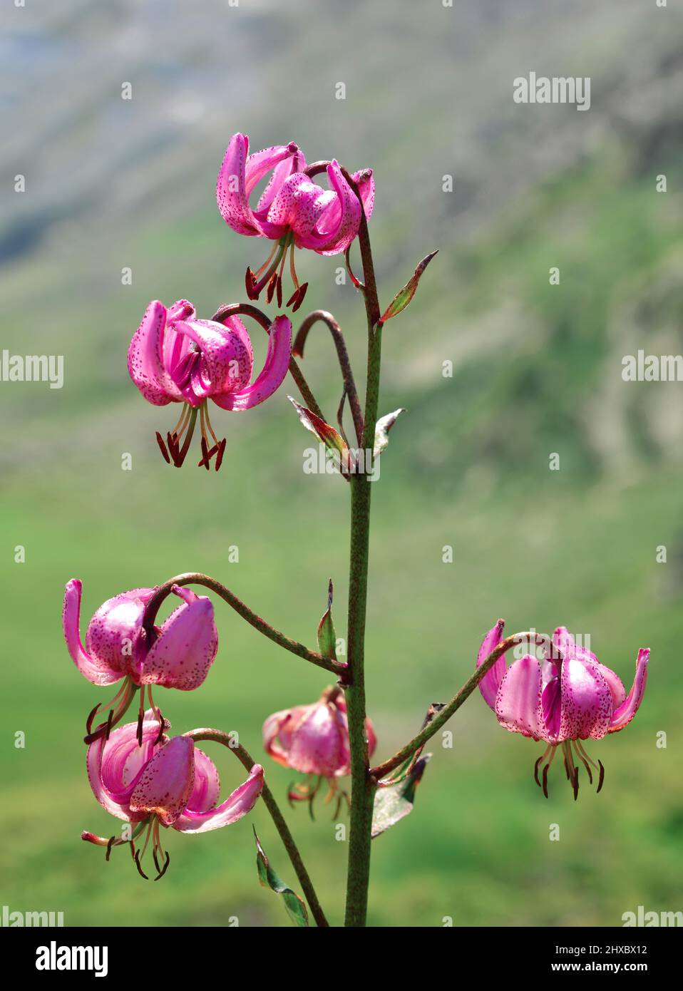 Blooming mountain flower Martagon Lily (Lilium martagon) in the Gran ...