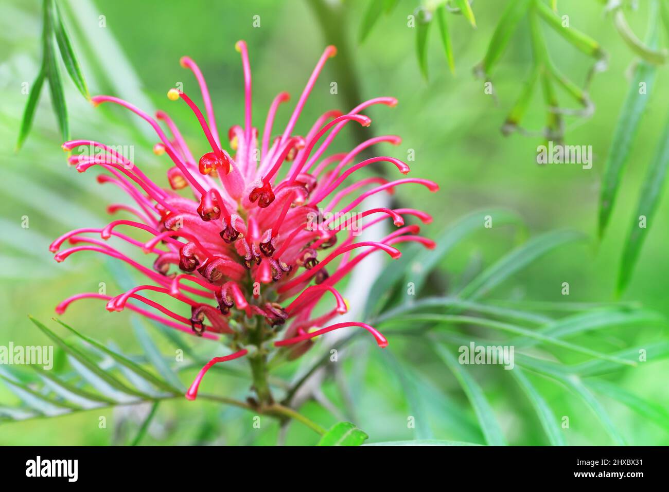 Blooming Red silky oak ( Grevillea Banksii ) close up. Australian ...
