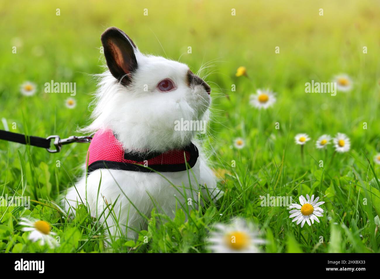 White Teddy rabbit in spring meadow with daisy flowers. Cute pet animal ...