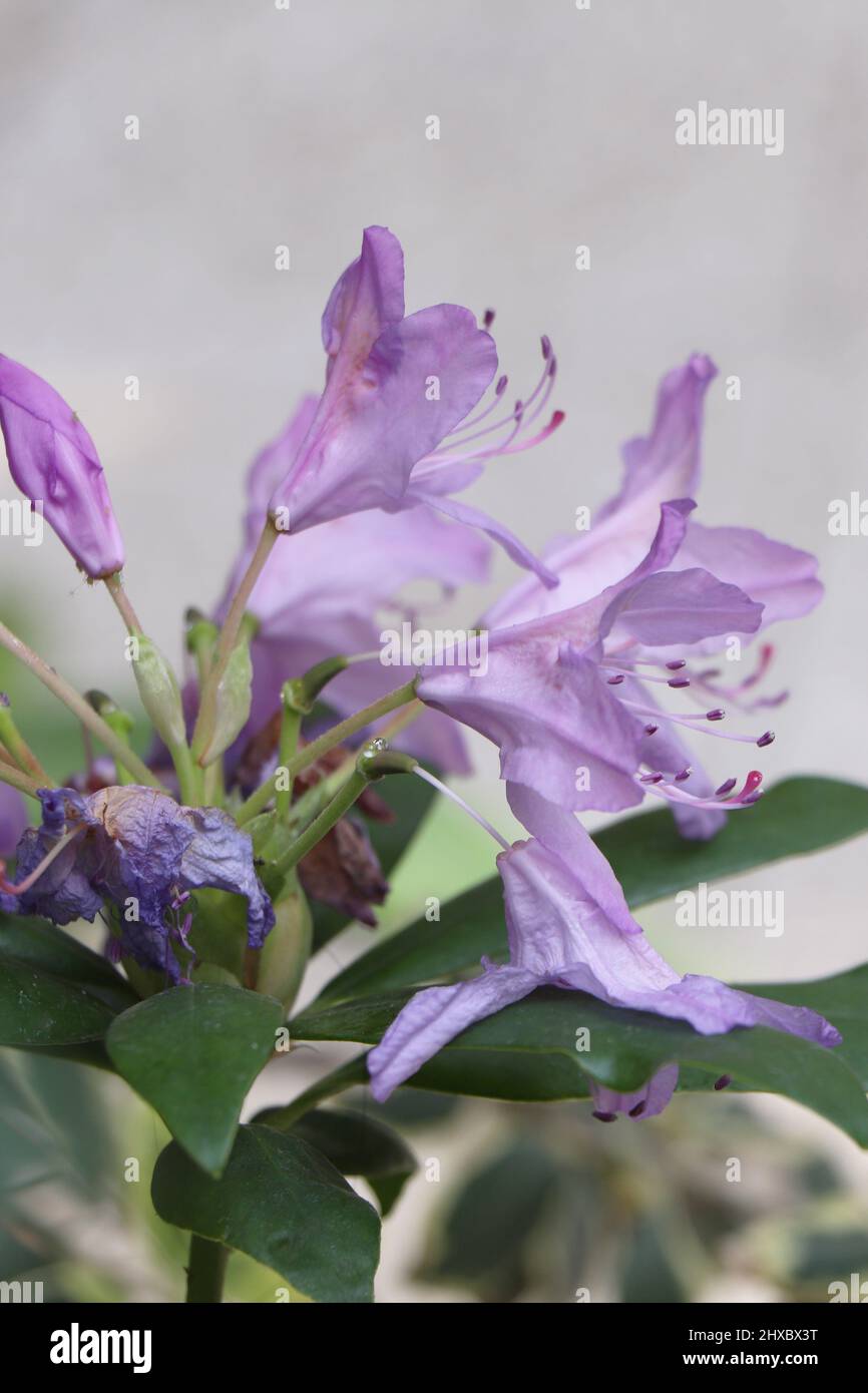 Blooming of rhododendron ponticum or common rhododendron Stock Photo ...