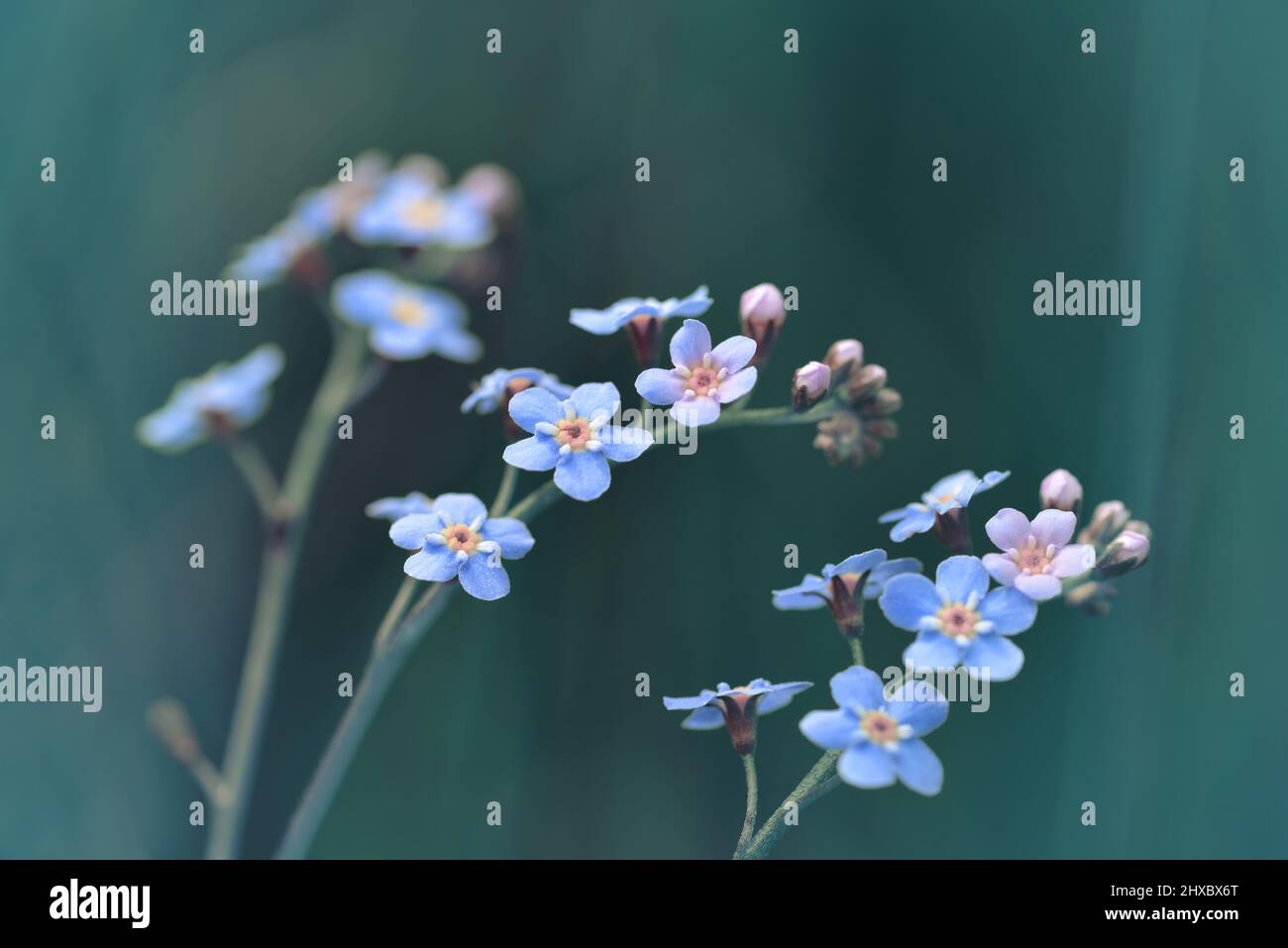 Forget-me-not flower ( Myosotis sylvatica ) closeup on meadow. Spring ...