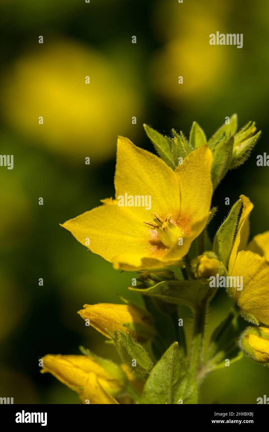 Yellow loosestrife hi-res stock photography and images - Alamy