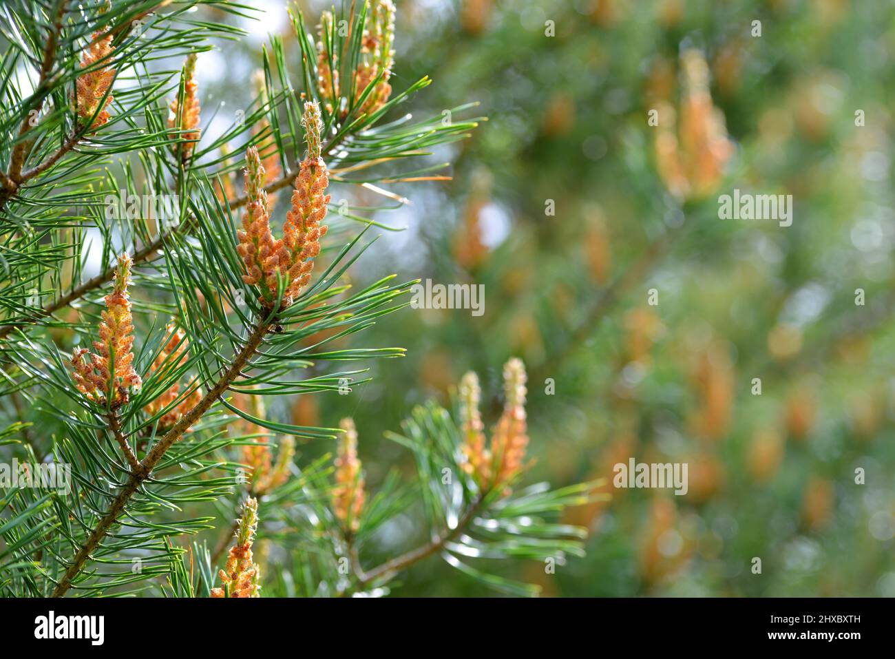 Spring pine branch close up. Nature background Stock Photo - Alamy