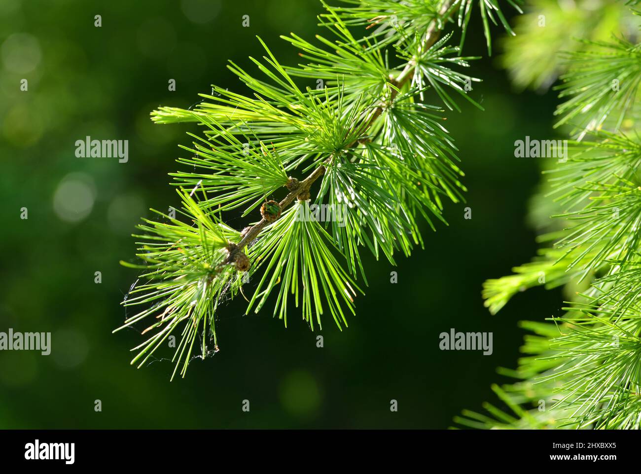 Branch of Larch tree Larix Decidua close up. Spring nature background ...