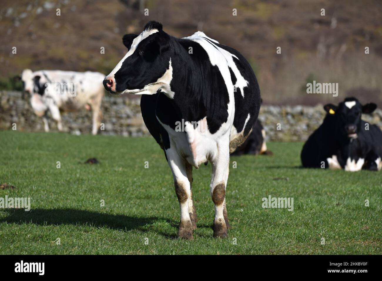 Cow in North York Moors National Park Stock Photo - Alamy
