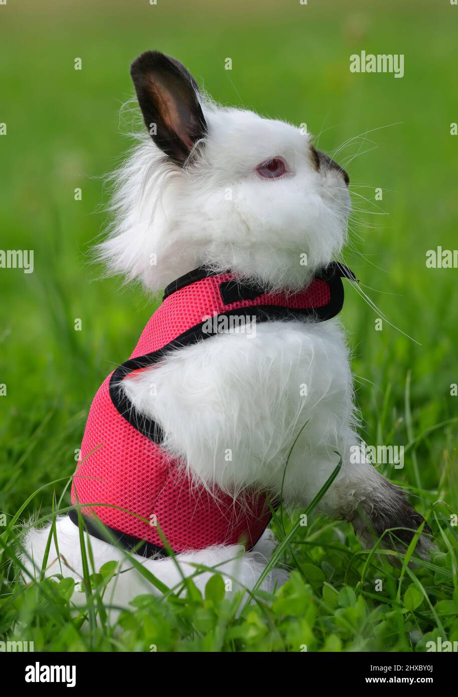 Rabbit in spring hi-res stock photography and images - Alamy