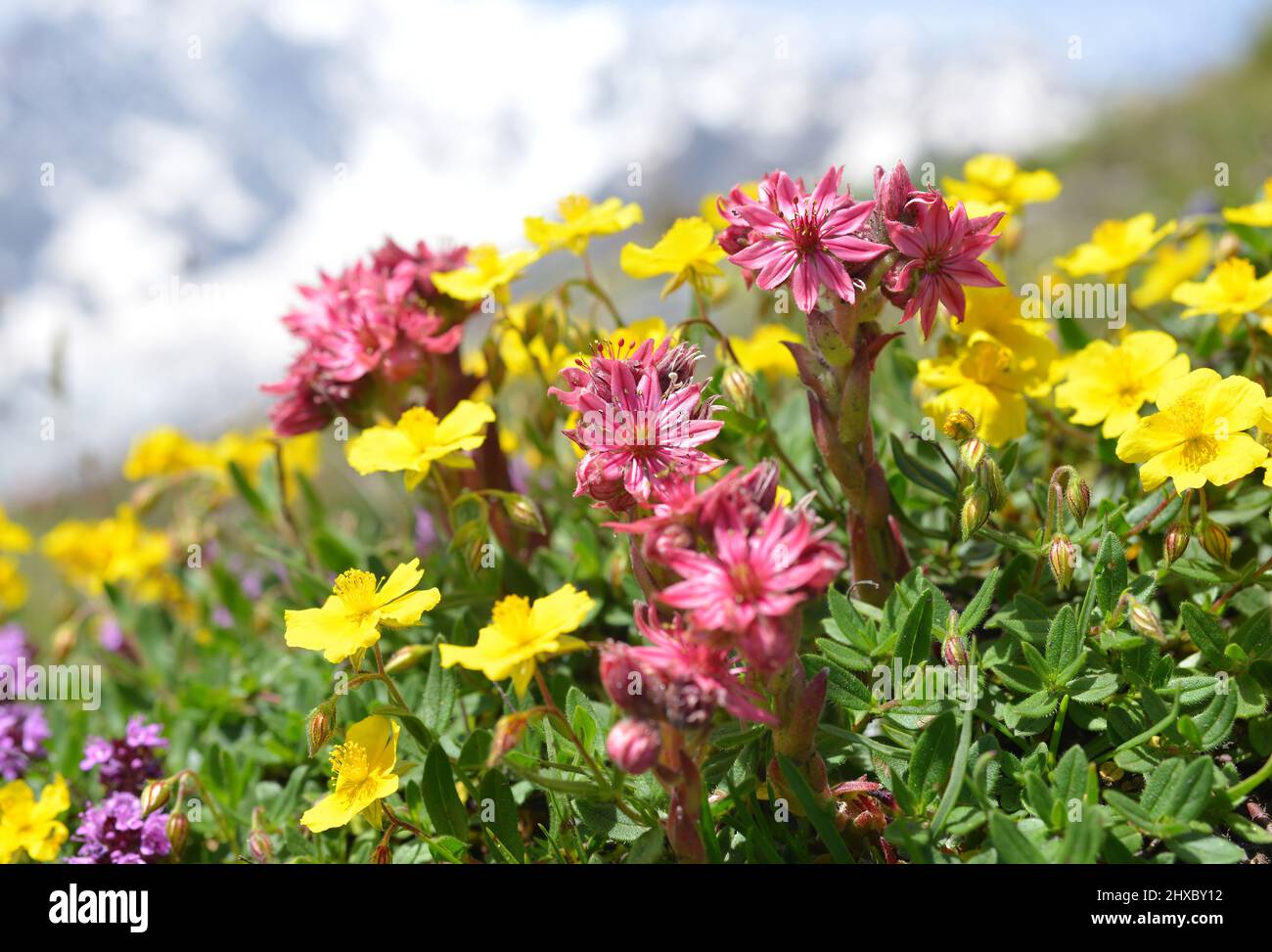 Mountain flowers Ranunculus montanus with Sempervivum montanum or ...