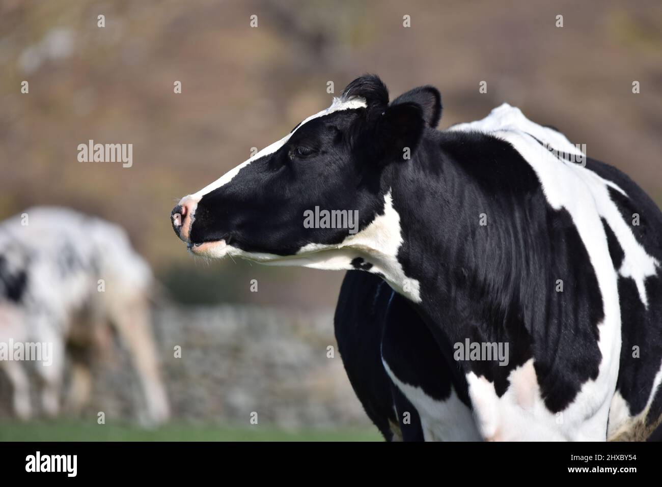 Cow in North York Moors National Park Stock Photo - Alamy