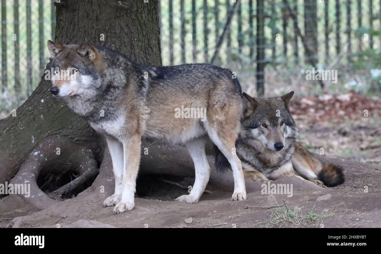 Zoo enclosure hi-res stock photography and images - Alamy