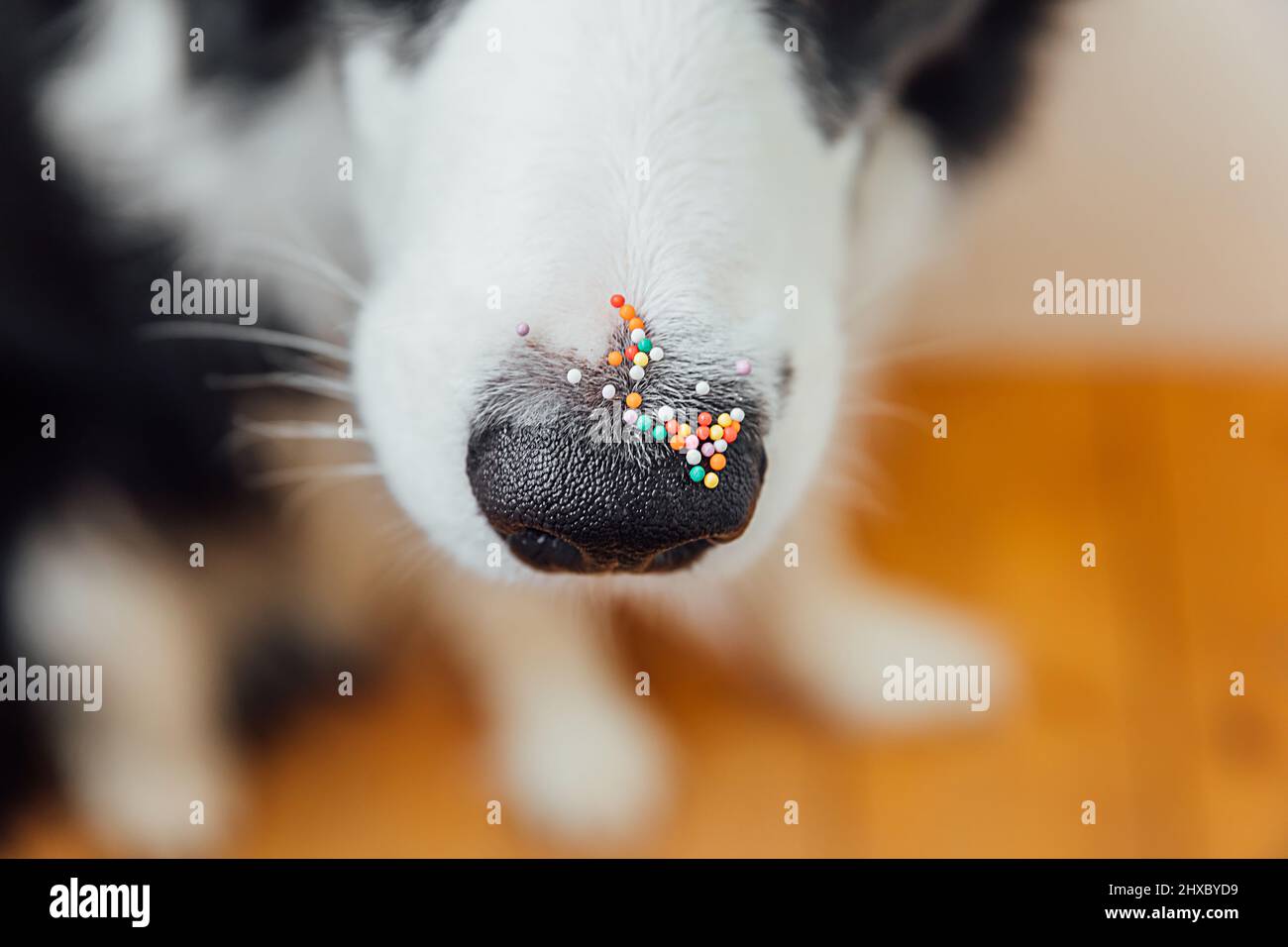 Happy Easter concept. Preparation for holiday. Cute puppy dog border ...