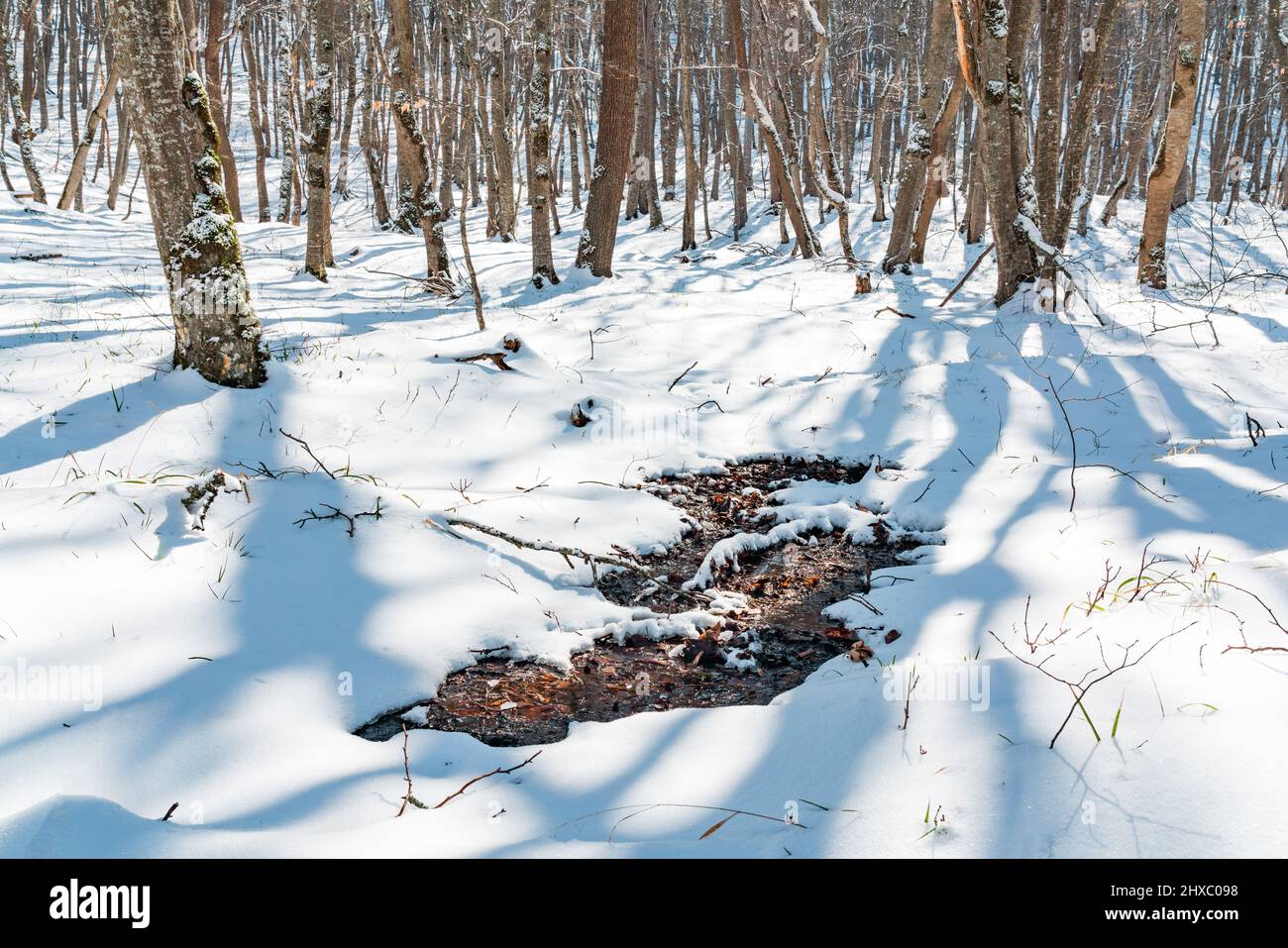 Thawed patches in the snowy forest. Spring coming Stock Photo - Alamy