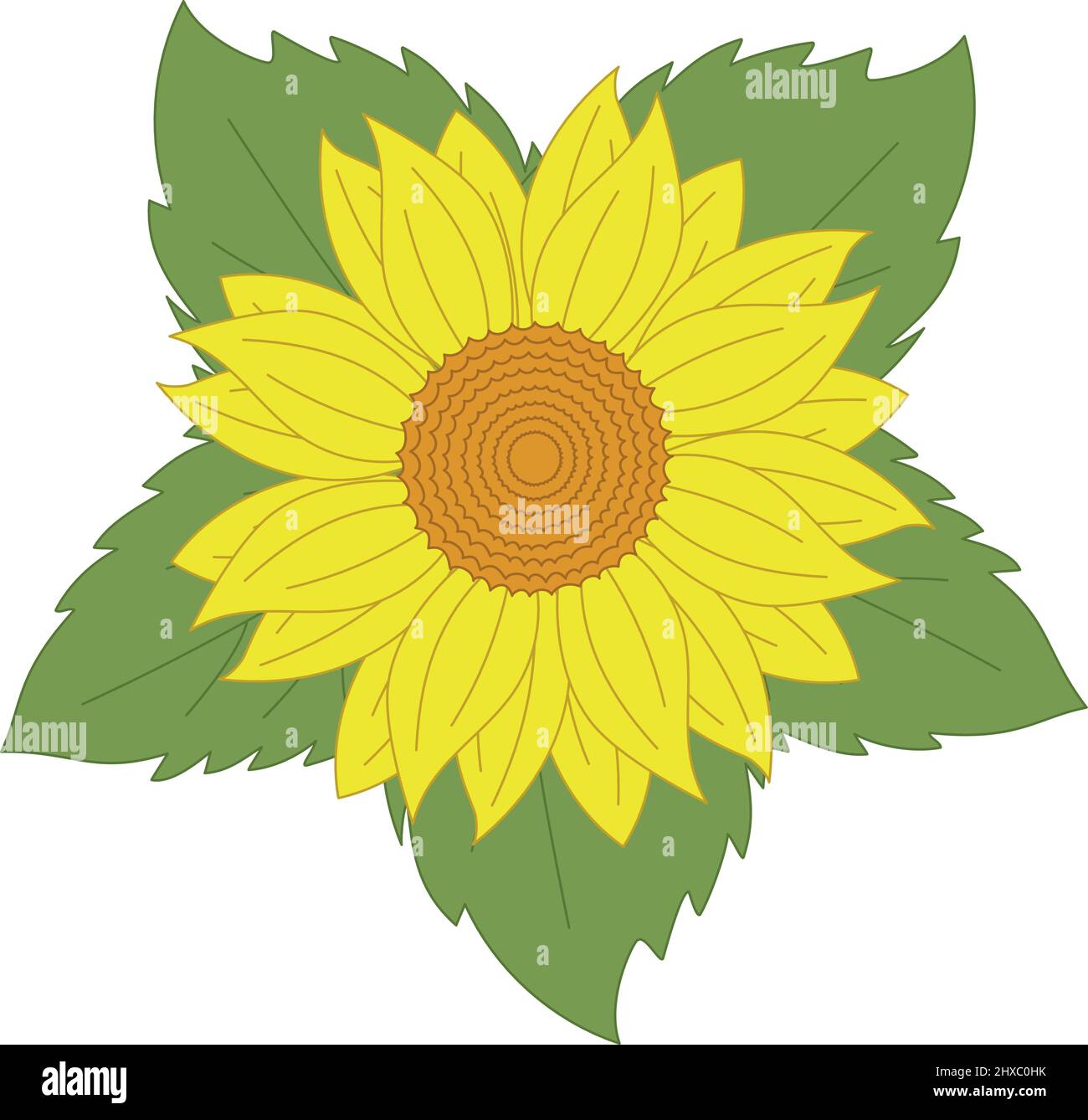 Yellow sunflower vector object Stock Vector Image & Art - Alamy