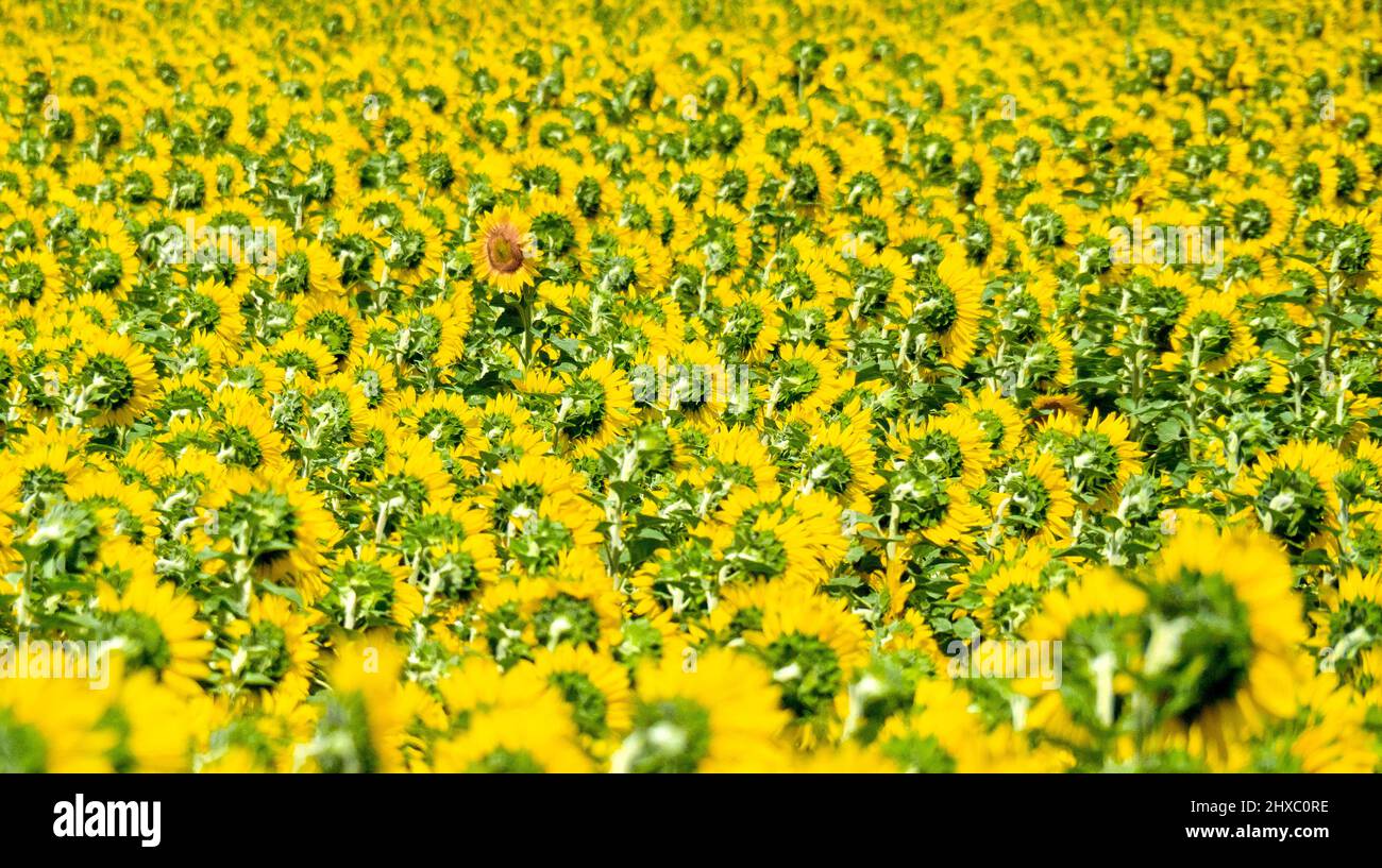 Sunflower Field back to the Sun Stock Photo - Alamy