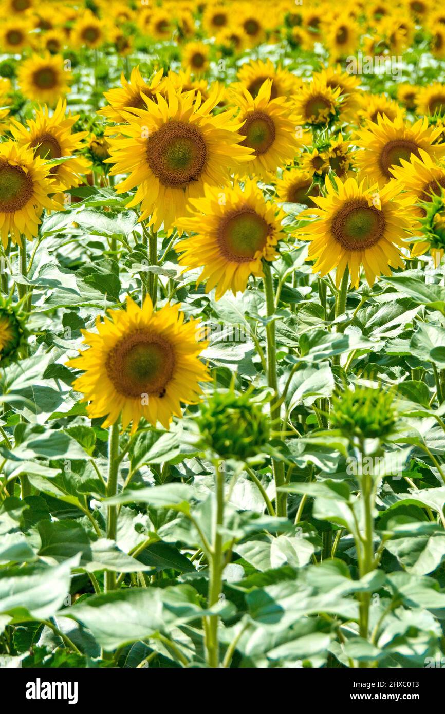 Sunflower Field back to the Sun Stock Photo - Alamy