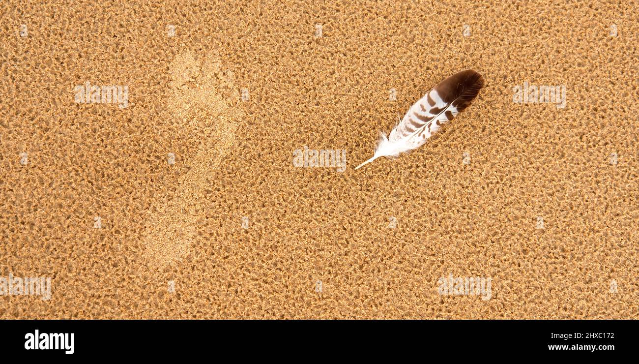Footprint and Seagull Quill on the Sand in the Beach Stock Photo - Alamy