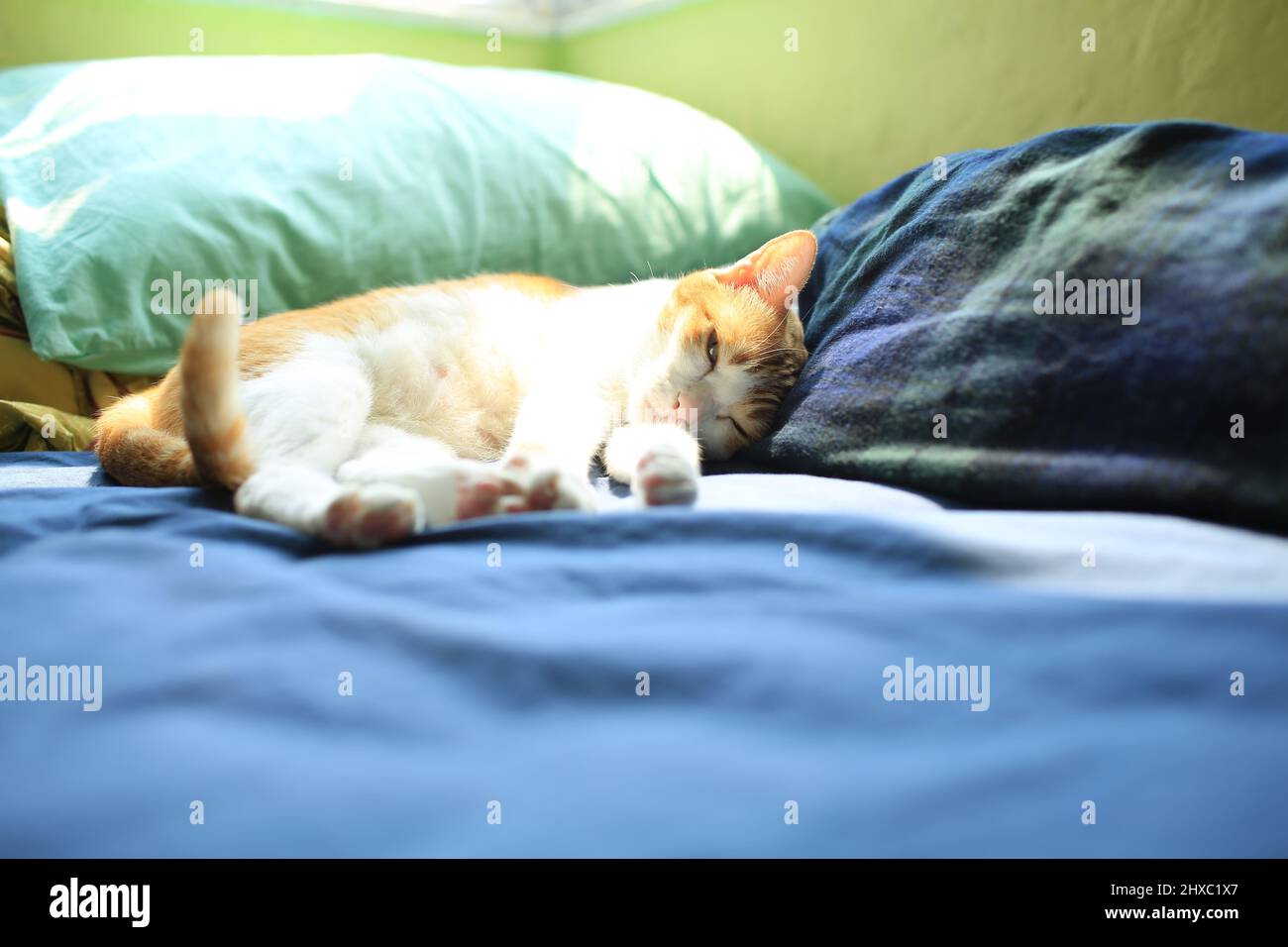 ginger cat deep sleep on the bed Stock Photo - Alamy