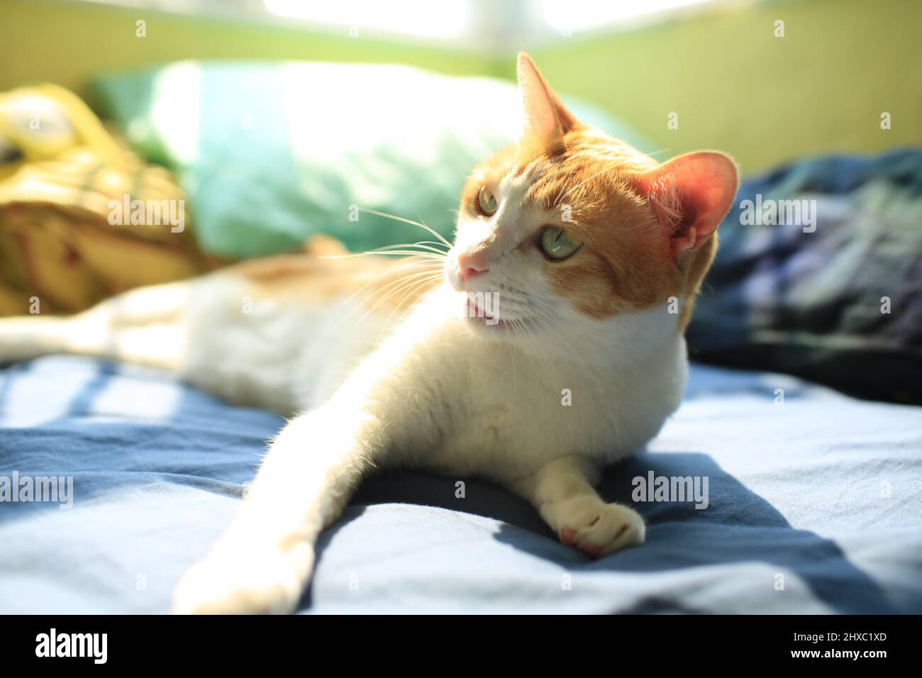 ginger cat yawn and angry Stock Photo - Alamy