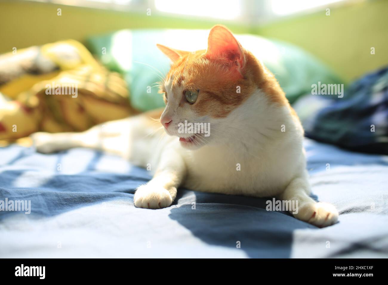 ginger cat yawn and angry Stock Photo - Alamy