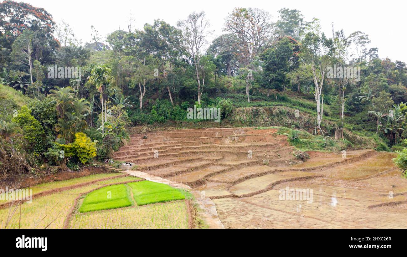 young paddy rice field, natural landscape countryside, agriculture land ...