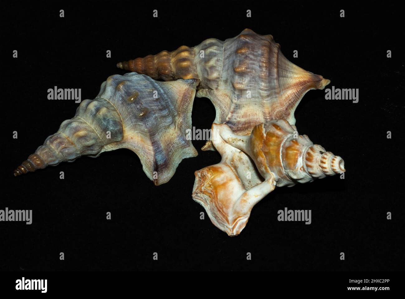 Modified radula tooth hi-res stock photography and images - Alamy