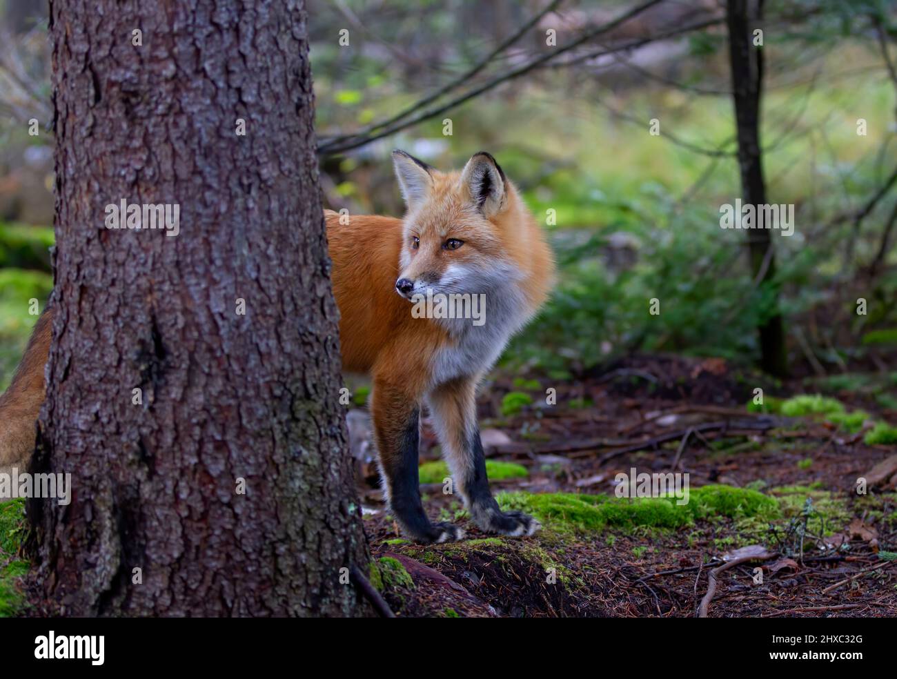Red fox standing behind a tree with a bushy tail hunting in the forest ...