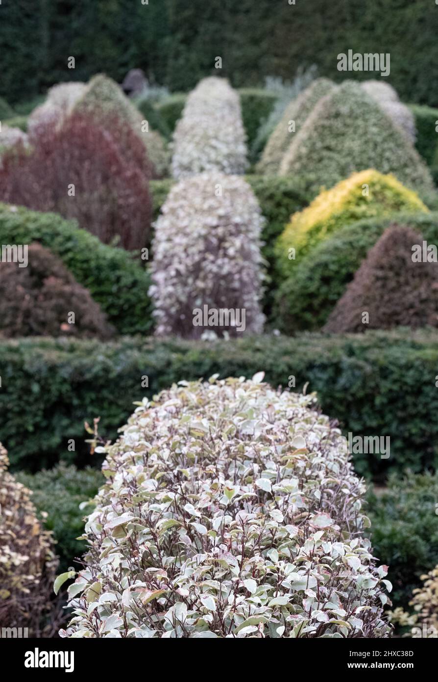 The formal Knot Garden with neat clipped cone shaped topiary bushes and ...
