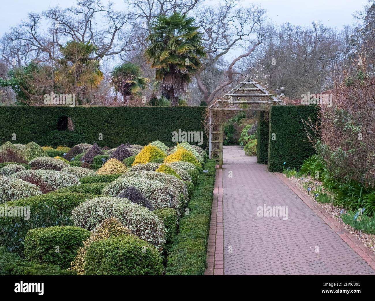 The formal Knot Garden with neat clipped cone shaped topiary bushes and ...