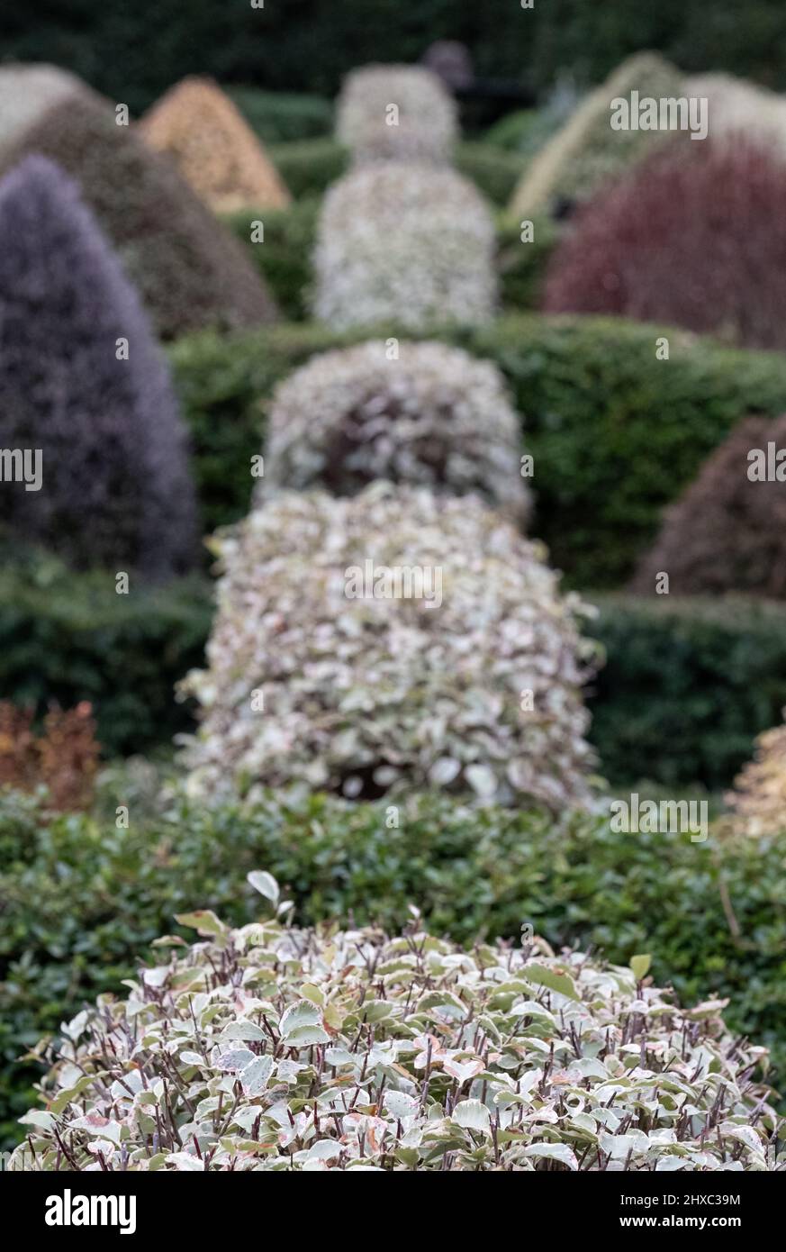 The formal Knot Garden with neat clipped cone shaped topiary bushes and ...