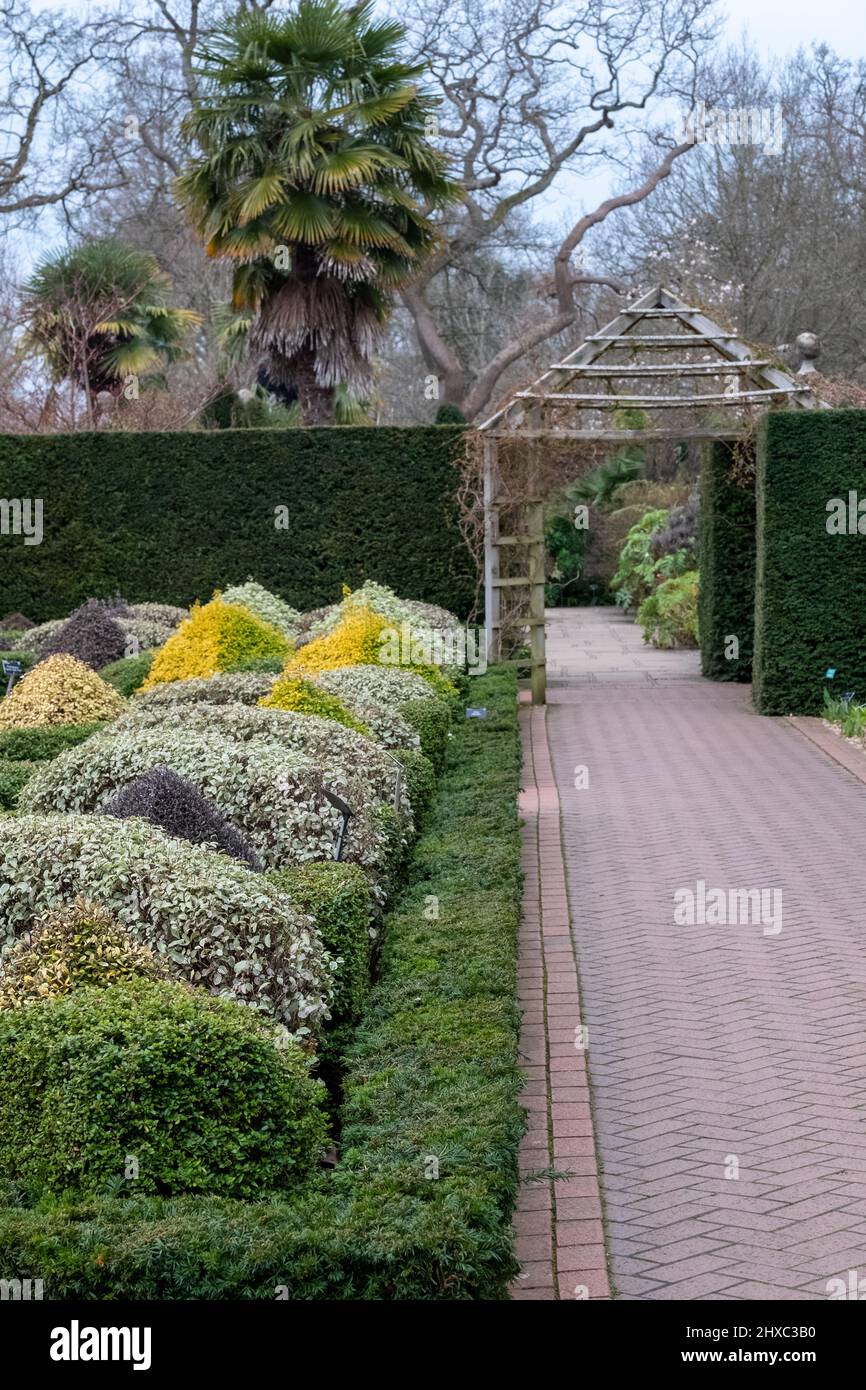 The formal Knot Garden with neat clipped cone shaped topiary bushes and ...