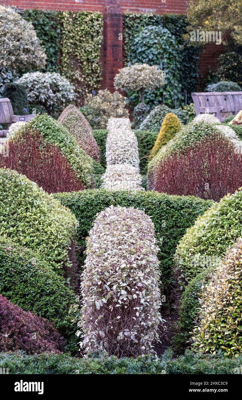 The formal Knot Garden with neat clipped cone shaped topiary bushes and ...