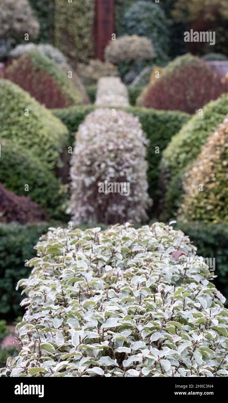 The formal Knot Garden with neat clipped cone shaped topiary bushes and ...