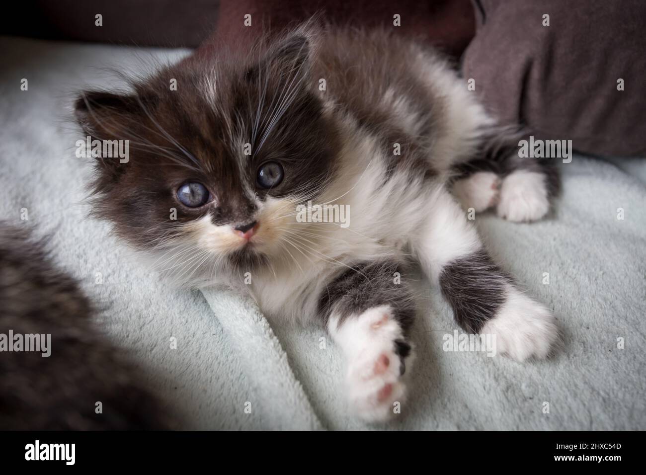 lying kitten looking at the lens Stock Photo - Alamy