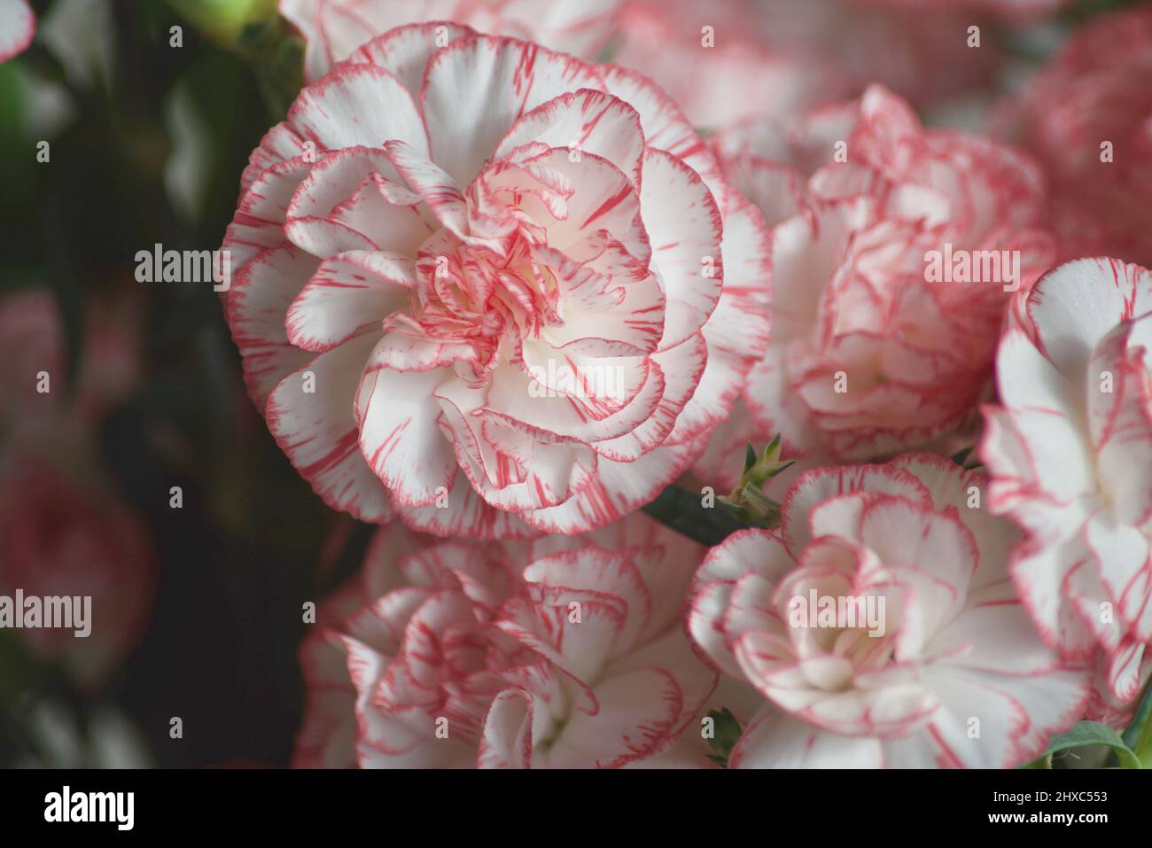 Pink and white flowerhead hi-res stock photography and images - Alamy
