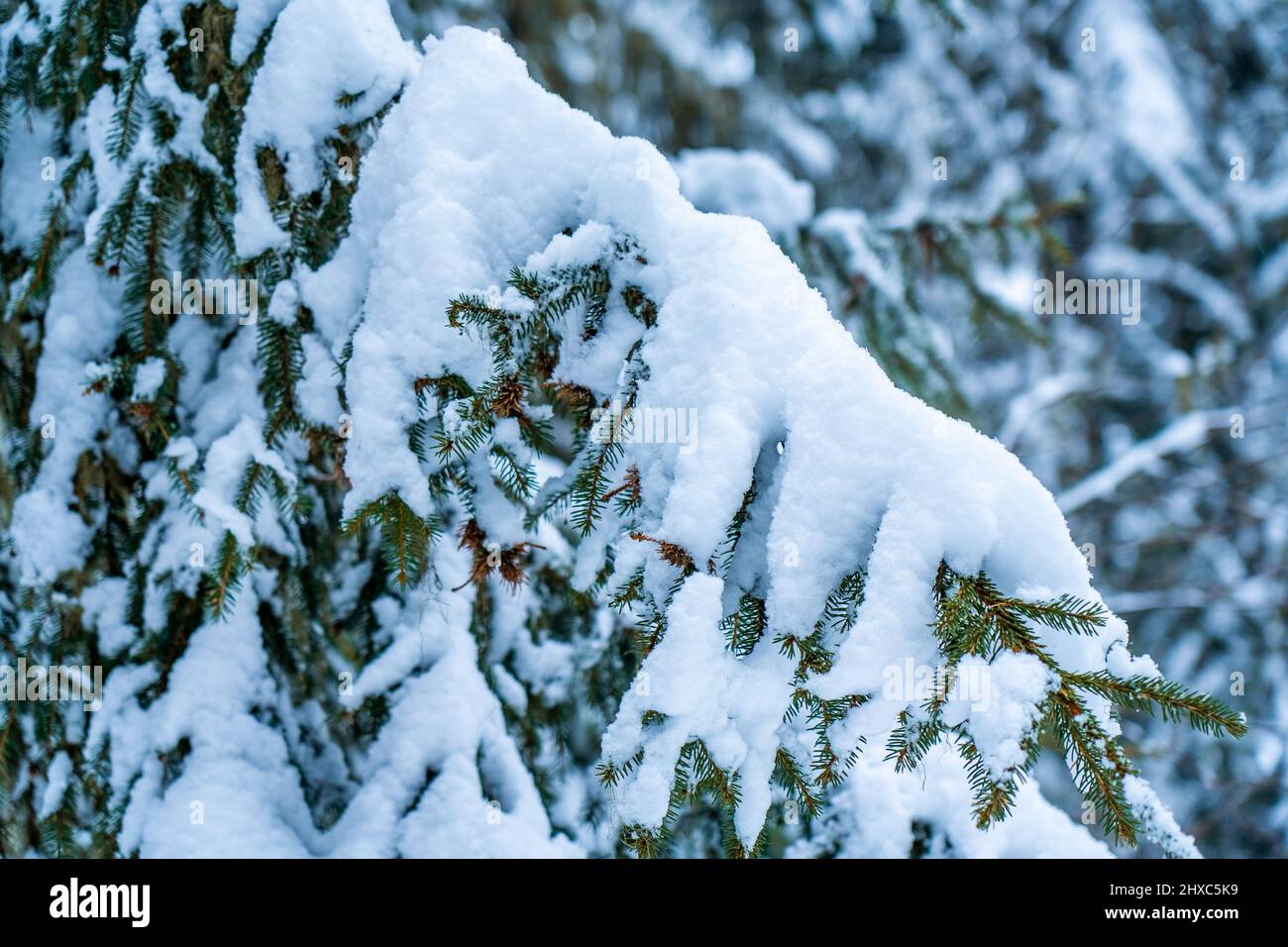 Big spruce trees in the winter forest covered with lots of snow. High ...