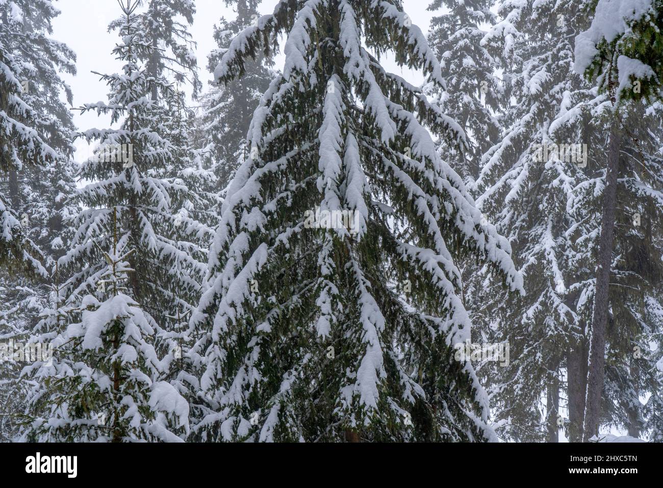Big spruce trees in the winter forest covered with lots of snow. High ...