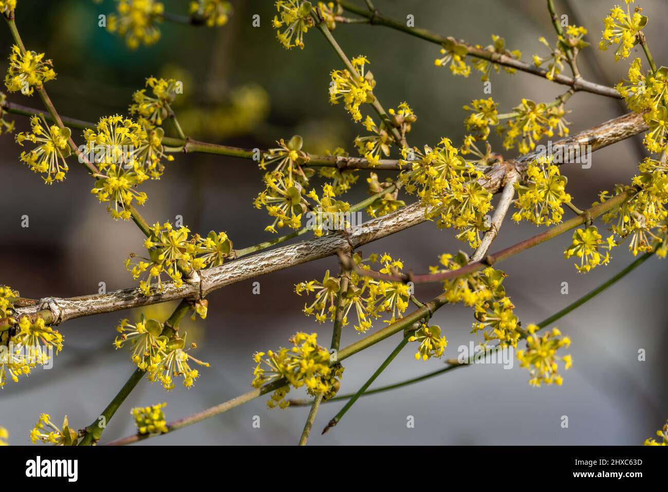 Cornus Mas 'Aurea' a winter spring flowering shrub plant with a yellow ...