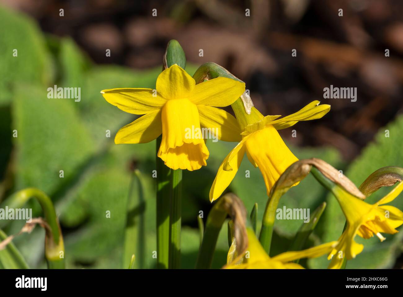 a spring flowering bulbous plant with a yellow springtime flower, stock ...