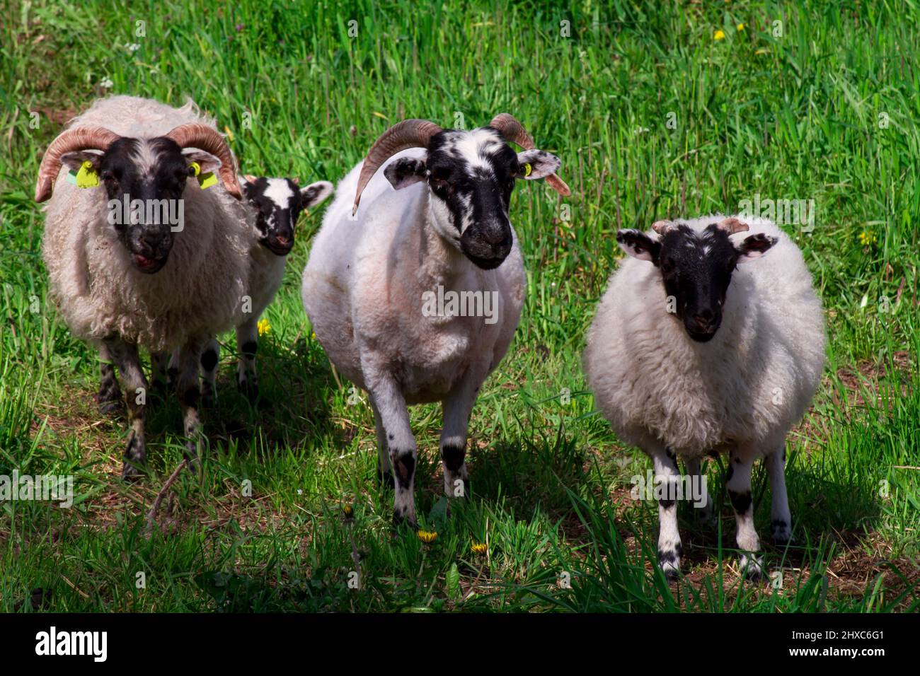 Swaledale horn hi-res stock photography and images - Alamy
