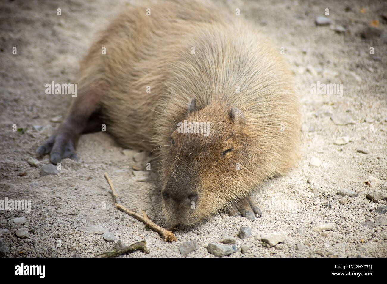 close up of a capybara in its enclosure in a zoo Stock Photo - Alamy