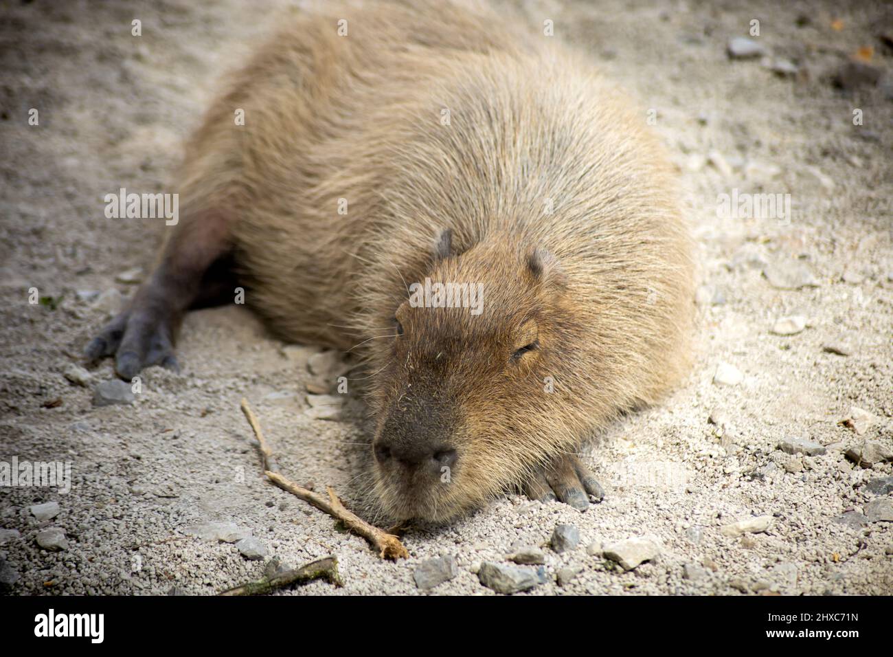 close up of a capybara in its enclosure in a zoo Stock Photo - Alamy