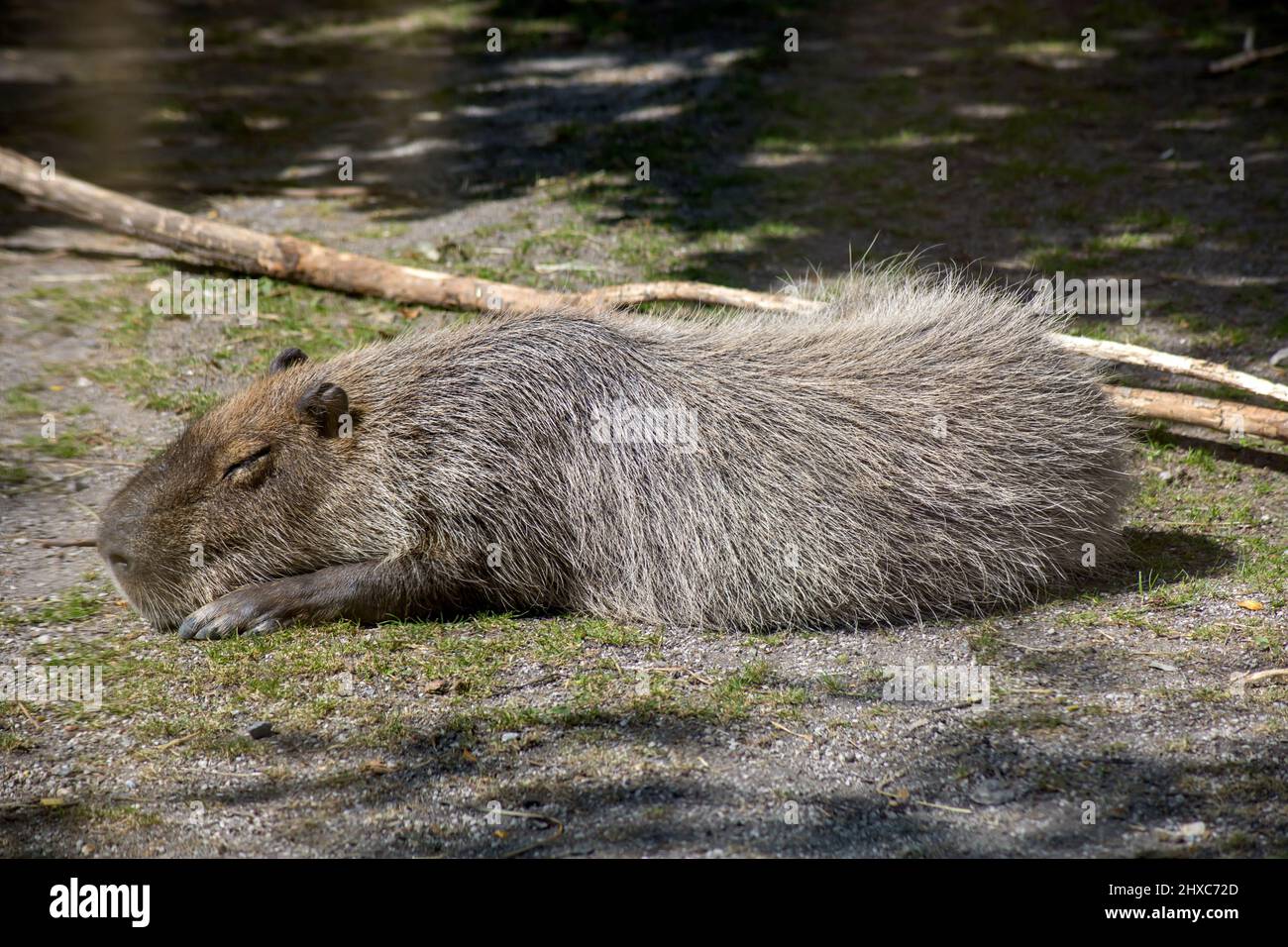 close up of a capybara in its enclosure in a zoo Stock Photo - Alamy