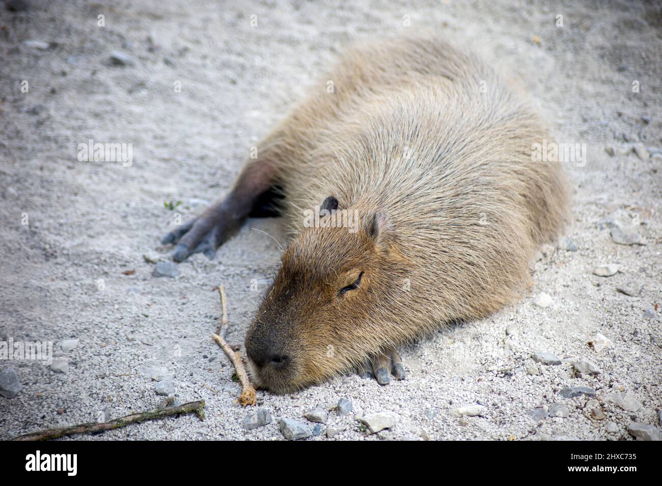 Sleeping capybara hi-res stock photography and images - Alamy