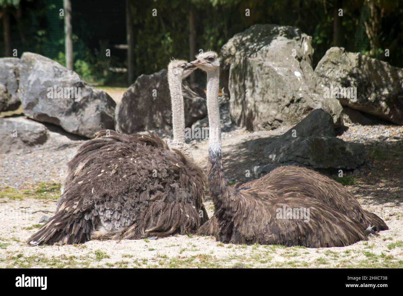 ostrich in its enclosure in a zoo Stock Photo - Alamy