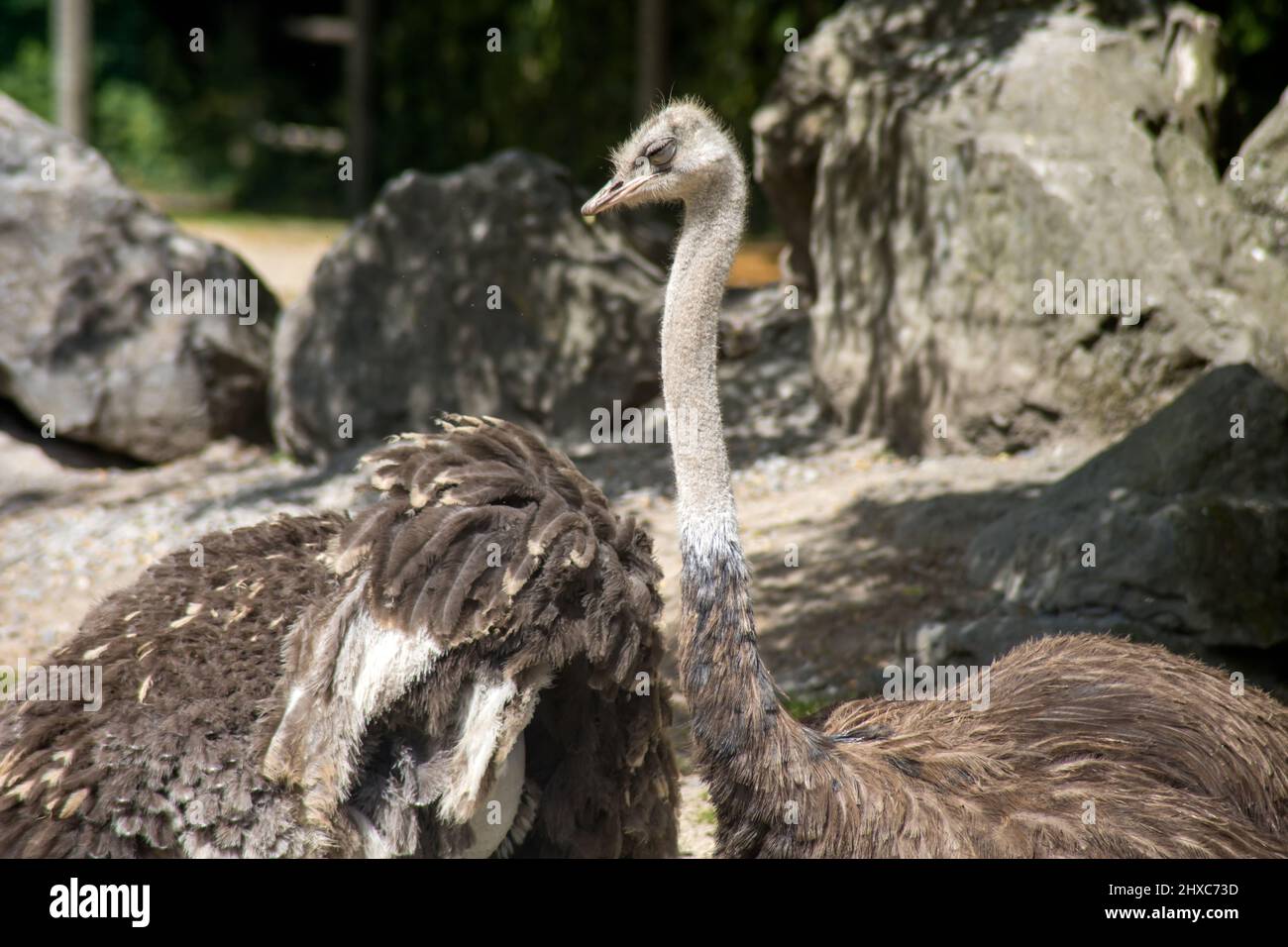 ostrich in its enclosure in a zoo Stock Photo - Alamy