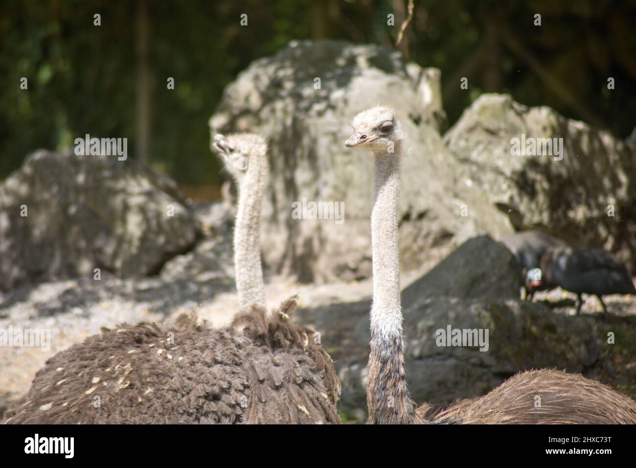 ostrich in its enclosure in a zoo Stock Photo - Alamy