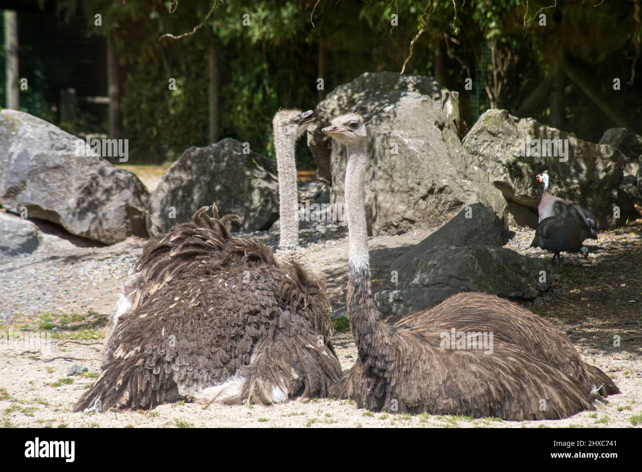 ostrich in its enclosure in a zoo Stock Photo - Alamy