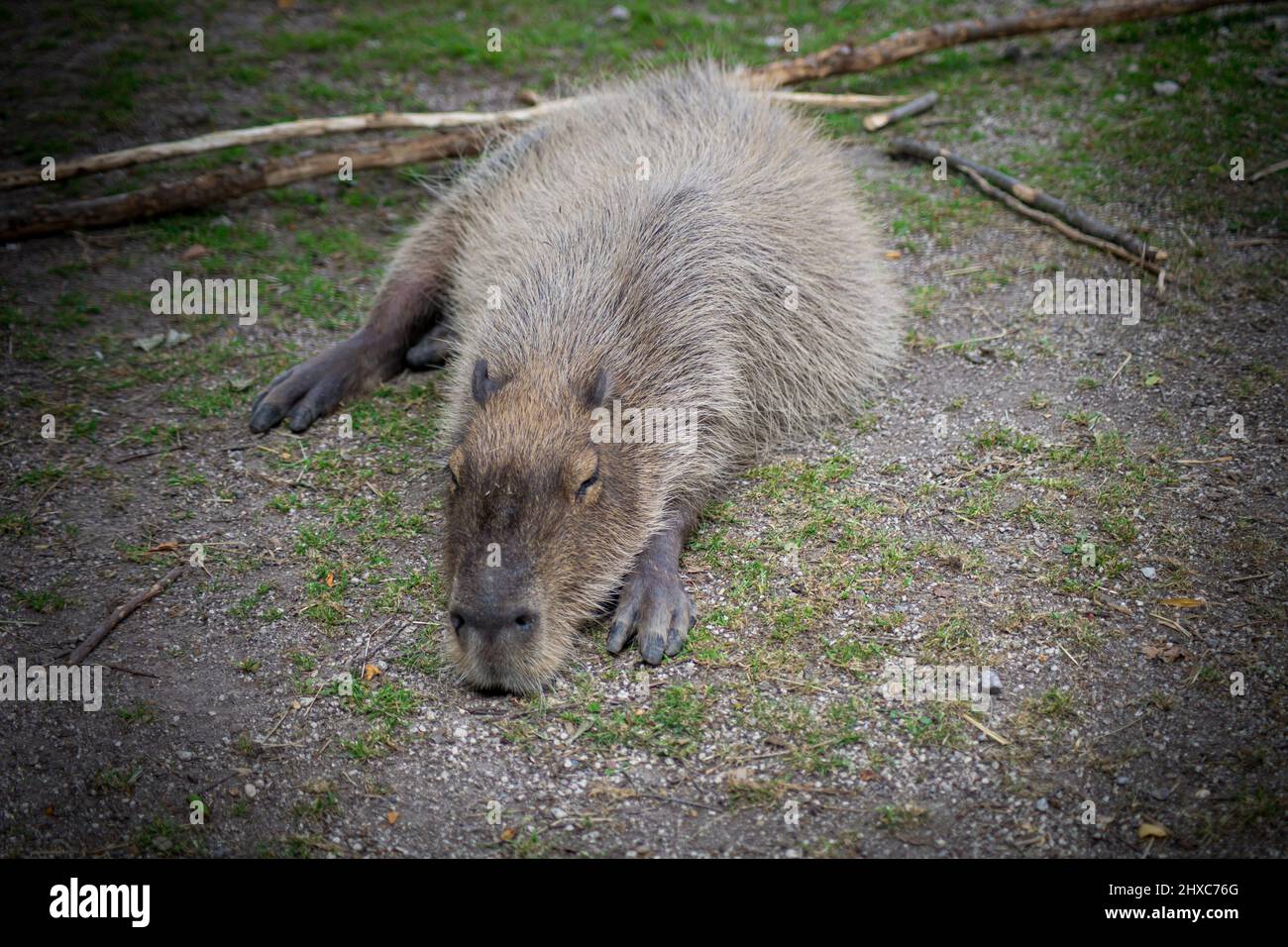 close up of a capybara in its enclosure in a zoo Stock Photo - Alamy