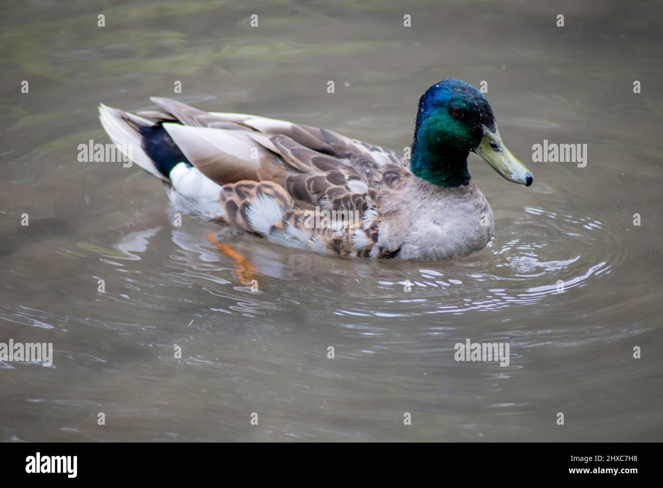 mallard duck in its natural element Stock Photo - Alamy