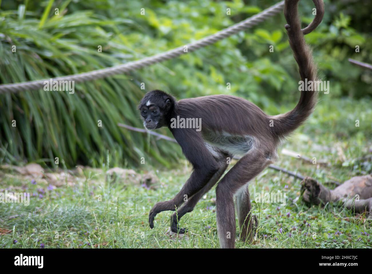 monkey playing in a zoo Stock Photo - Alamy