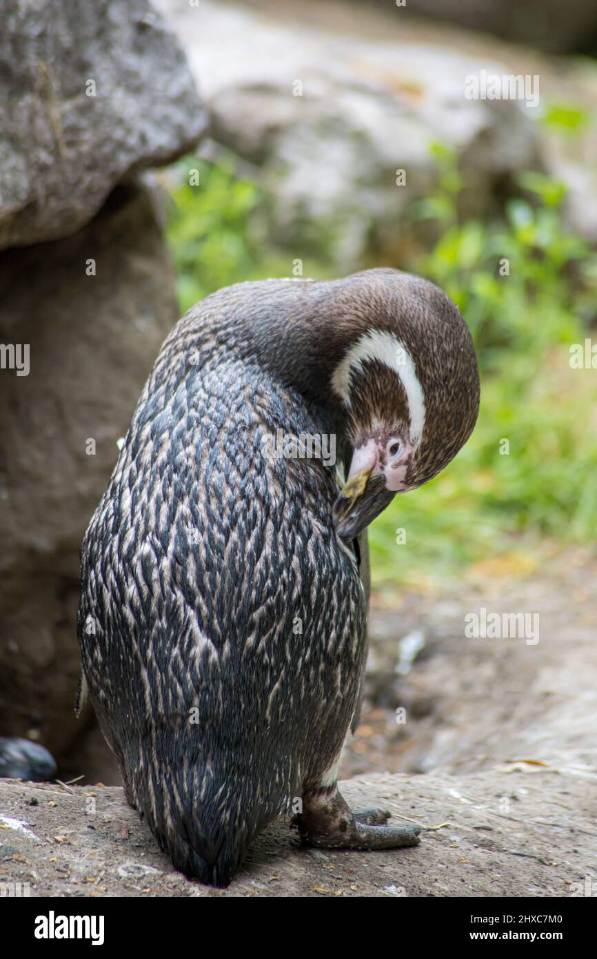 African penguin in an enclosure in a zoo Stock Photo - Alamy